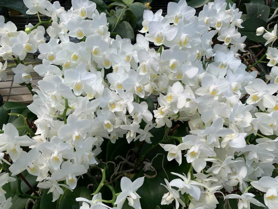 Орхидея Phal. Timothy Christopher - купить, доставка Украина